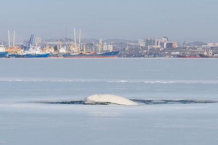 Beluga Appears Frozen Waters East Bosphorus Editorial Stock Photo ...