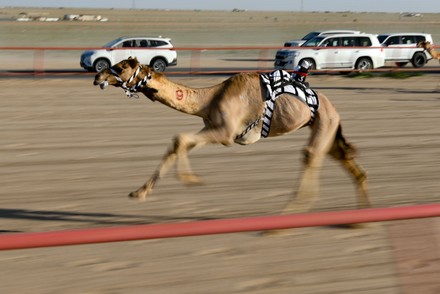 Camel Robot Jockey Competes During Kuwaits Editorial Stock Photo ...