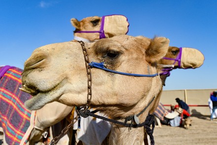 Camel Seen Racing Racetrack During Kuwaits Editorial Stock Photo ...