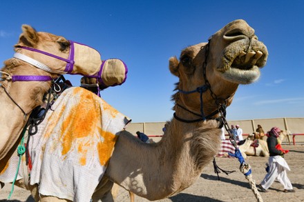 Camel Seen Racing Racetrack During Kuwaits Editorial Stock Photo ...