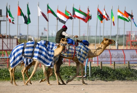 Camel Racing Handlers Train Camels On Editorial Stock Photo - Stock ...