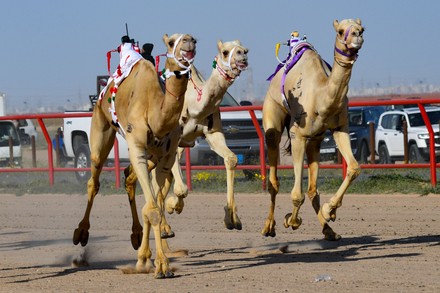 Camel Robot Jockey Competes During Kuwaits Editorial Stock Photo ...
