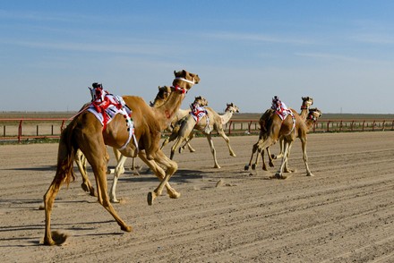 750 Camel racing Stock Pictures, Editorial Images and Stock Photos ...