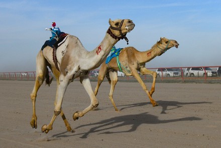 Camel Robot Jockey Competes During Kuwaits Editorial Stock Photo ...