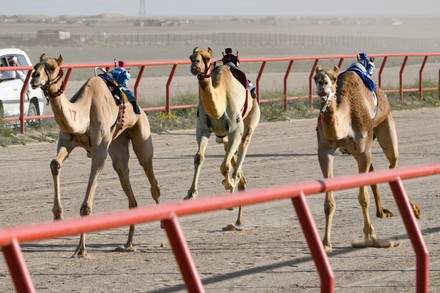 Camel Robot Jockey Competes During Kuwaits Editorial Stock Photo ...