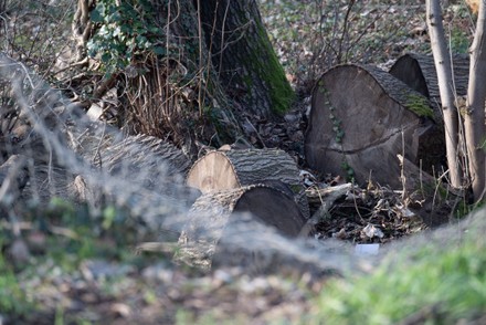 Remains Trees Felled By Hs2 Hs2 Editorial Stock Photo - Stock Image ...