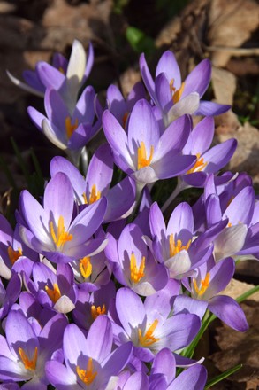 Crocus Full Bloom Enjoying Winter Sunshine Editorial Stock Photo ...