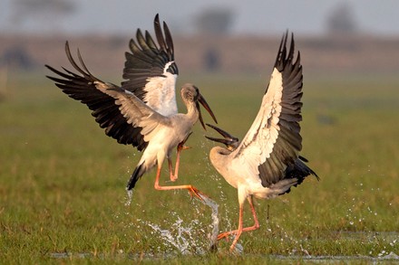 Pair Asian Openbill Storks Create Dramatic Editorial Stock Photo ...