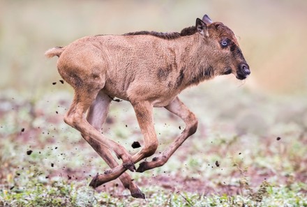 This Moment Newborn Wildebeest Takes Gallop Editorial Stock Photo ...