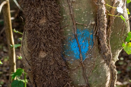 All Familiar Sight Trees Marked Felling Editorial Stock Photo - Stock ...