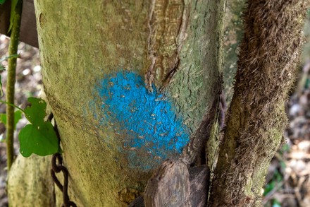 All Familiar Sight Trees Marked Felling Editorial Stock Photo - Stock ...
