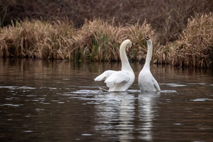 Beautiful Moment Pair Mute Swans Mating Editorial Stock Photo - Stock ...