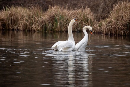 Beautiful Moment Pair Mute Swans Mating Editorial Stock Photo - Stock ...