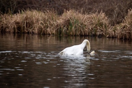 Beautiful Moment Pair Mute Swans Mating Editorial Stock Photo - Stock ...