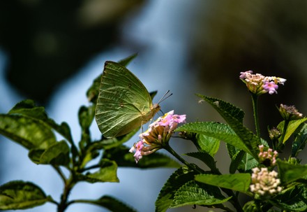 Lemon Emigrant Common Emigrant Catopsilia Pomona Editorial Stock Photo ...