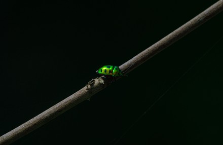 Scutelleridae Family True Bugs They Commonly Editorial Stock Photo ...