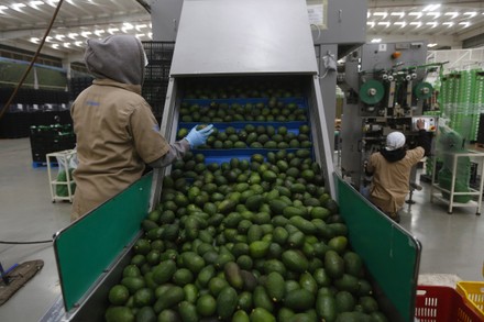 Worker Supervises Avocado Packing Process Municipality Editorial Stock ...