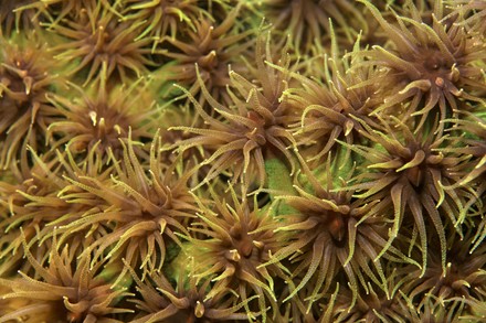 Opened Polyps Polyp Black Sun Coral Editorial Stock Photo - Stock Image ...