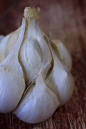 Still Life Garlic Germany Editorial Stock Photo - Stock Image ...