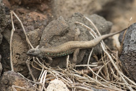 9 Gallot's lizards Stock Pictures, Editorial Images and Stock Photos ...