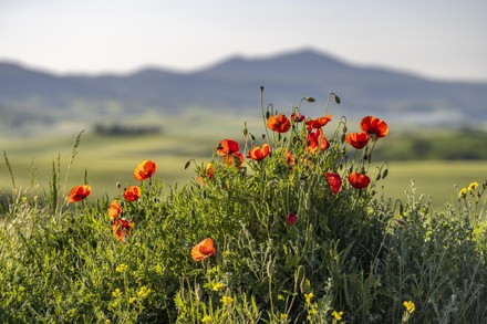 Poppy Flowers Papaver Rhoeas Near Pienza Editorial Stock Photo - Stock ...