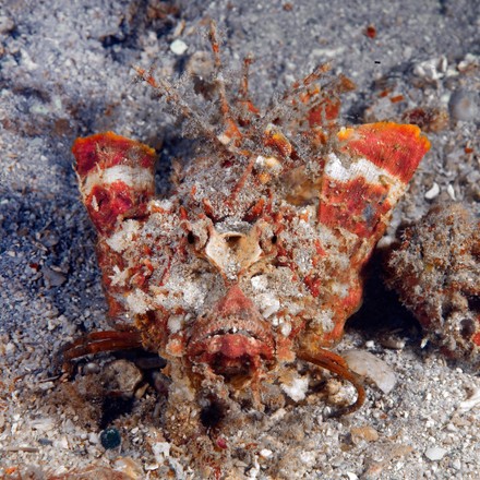 Frontal Closeup Filamentfinned Stinger Inimicus Filamentosus Editorial ...