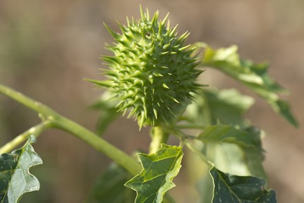 Jimson Weed Datura Stramonium Seed Capsule Editorial Stock Photo ...