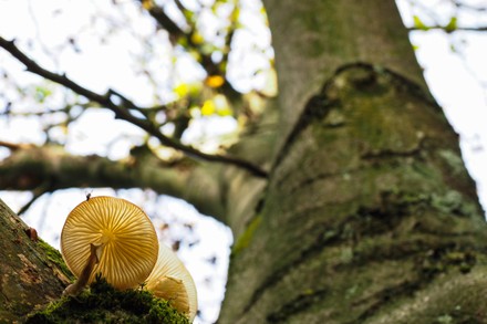 500 Beech tree trunks Stock Pictures, Editorial Images and Stock Photos ...