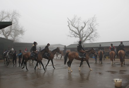 Foggy Morning Dan Skelton Lodge Farm Editorial Stock Photo - Stock ...