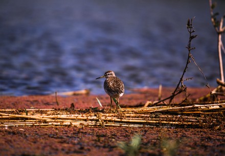 Wood Sandpiper Tringa Glareola Small Wader Editorial Stock Photo ...