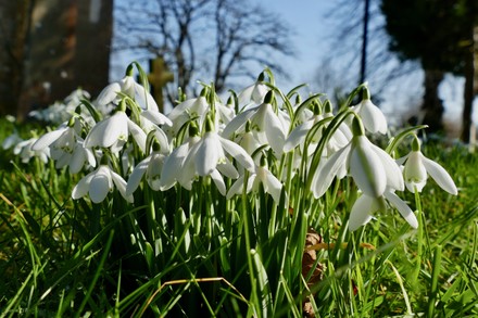 Snowdrops Sunshine 2000 Year Old Church Editorial Stock Photo - Stock ...