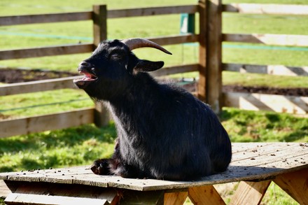 Goat Enjoy Sunshine Whilst Sitting On Editorial Stock Photo - Stock ...