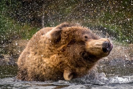 This Grizzly Bear Shakes Off Water Editorial Stock Photo - Stock Image ...