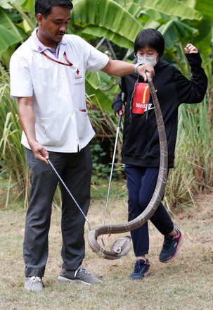 20,000 Snake Stock Pictures, Editorial Images and Stock Photos ...