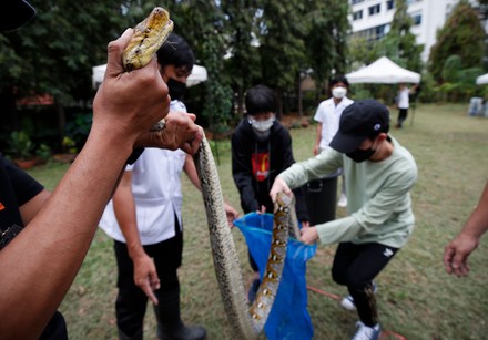 Participants Capture Python Reticulated Python During Editorial Stock ...