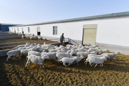 Staff Member Cleans Outside Breeding Shed Editorial Stock Photo - Stock ...