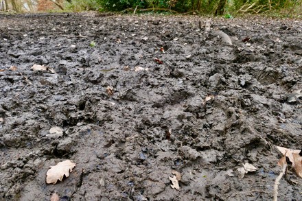 Footpath Turned Into Mud After Larger Editorial Stock Photo - Stock ...