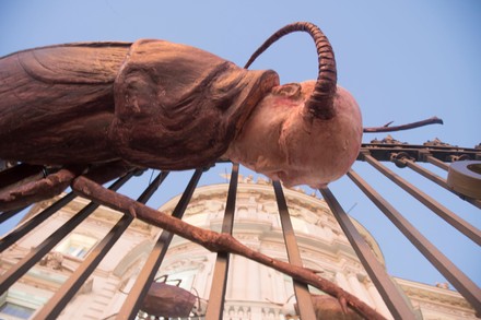 Six Giant Cockroaches Heads Human Beings Editorial Stock Photo - Stock ...
