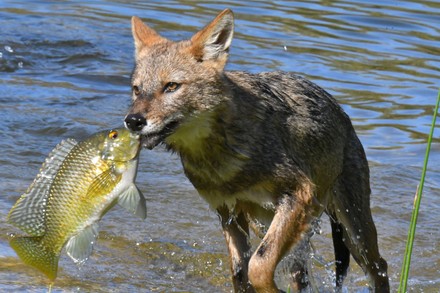 Fish Pout This Unusual Sight Jackal Editorial Stock Photo - Stock Image ...