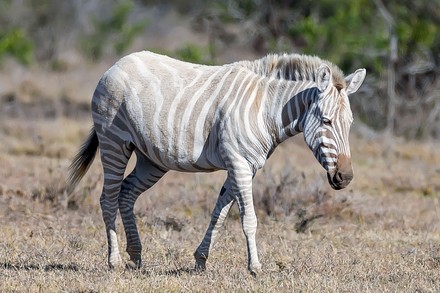 Extremely Rare Blonde Zebra Walks Through Editorial Stock Photo - Stock ...