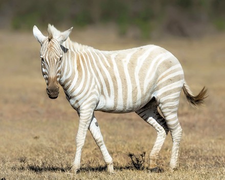 Extremely Rare Blonde Zebra Walks Through Editorial Stock Photo - Stock ...