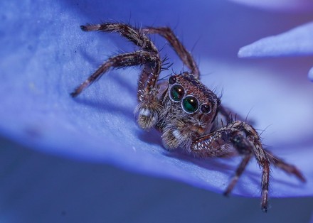 Jumping Spider Salticidae Can Be Seen Editorial Stock Photo - Stock ...