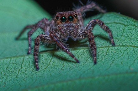 Jumping Spider Salticidae Can Be Seen Editorial Stock Photo - Stock ...