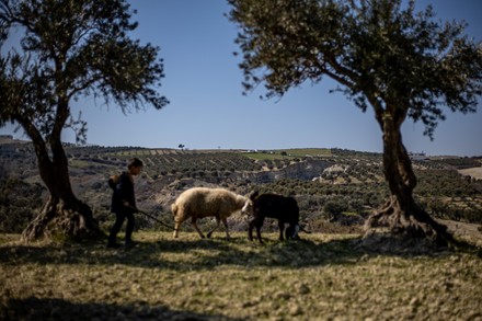 __COUNT__ Olive grove split by a canyon after powerful earthquake in ...