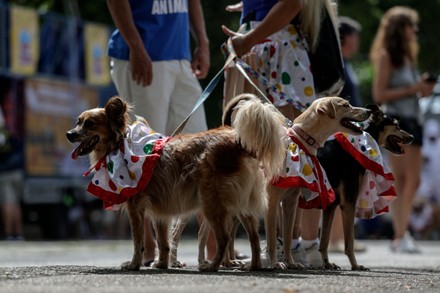 Dogs Costumes Attend Dogs Carnival Parade Editorial Stock Photo - Stock ...