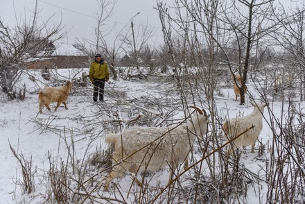 Man Grazes His Goats Siversk Town Editorial Stock Photo - Stock Image ...