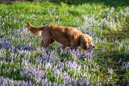 Cocker Spaniel Runs Amongst Canopy Purple Editorial Stock Photo - Stock ...