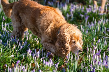 Cocker Spaniel Runs Amongst Canopy Purple Editorial Stock Photo - Stock ...