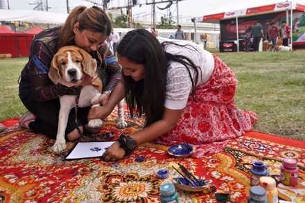15 Pet gathering events Stock Pictures, Editorial Images and Stock ...