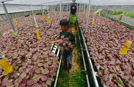Worker Harvests Red Spinach Hydroponic Farm Editorial Stock Photo ...